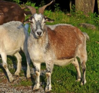 Myotonic Goats - Breed Profile - Goat Journal